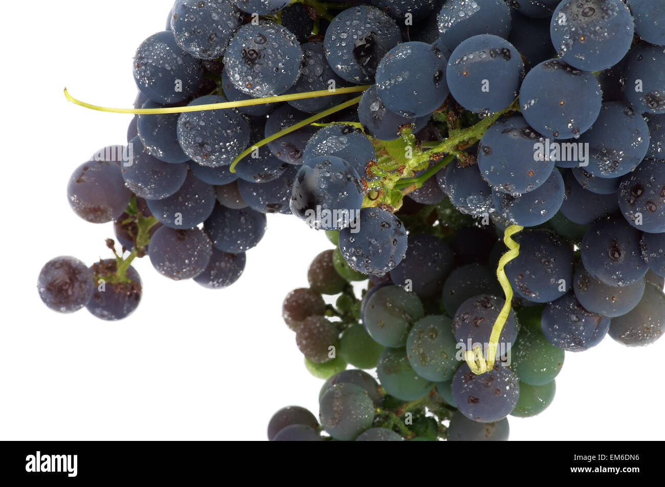 Red grapes water drops hi-res stock photography and images - Alamy