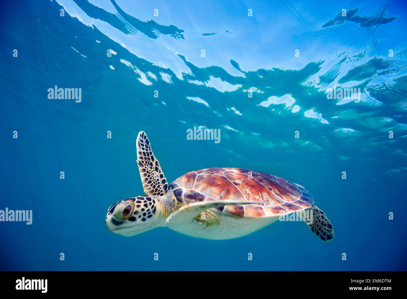 Hawaii, Green Sea Turtle (Chelonia Mydas) An Endangered Species Stock ...