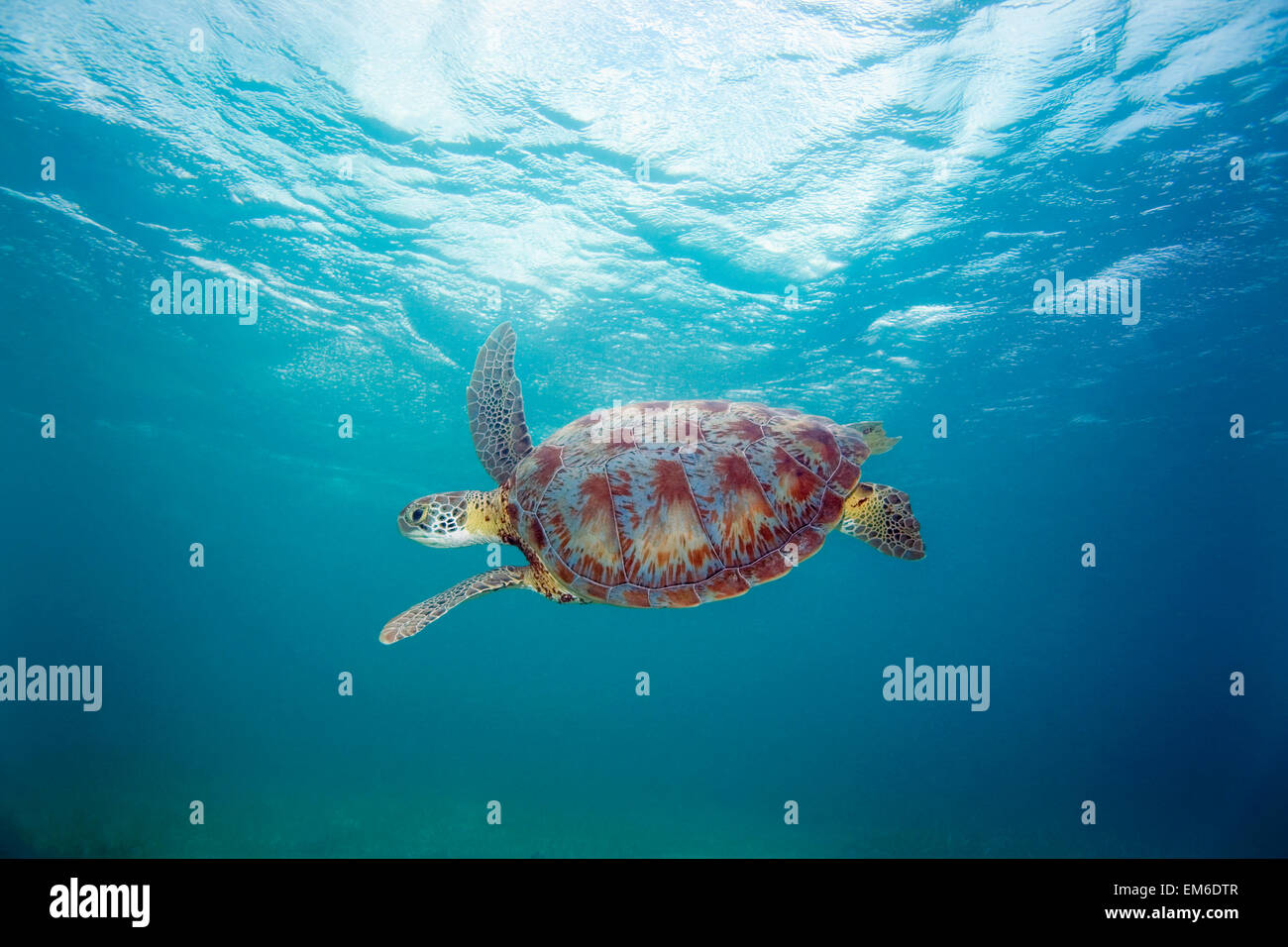 Hawaii, Green Sea Turtle (Chelonia Mydas) An Endangered Species Stock ...