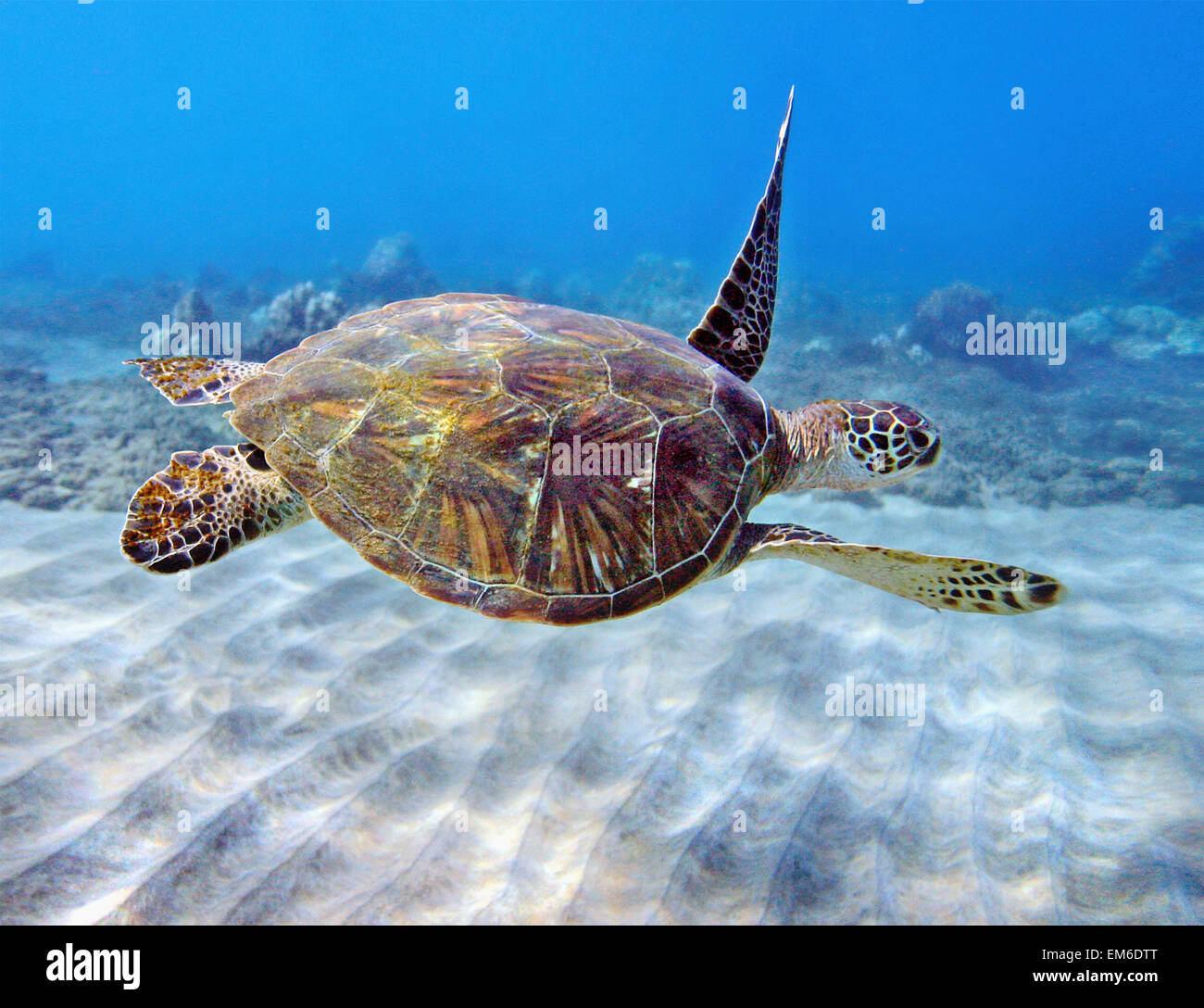 Hawaii, Green Sea Turtle (Chelonia Mydas) An Endangered Species Stock ...