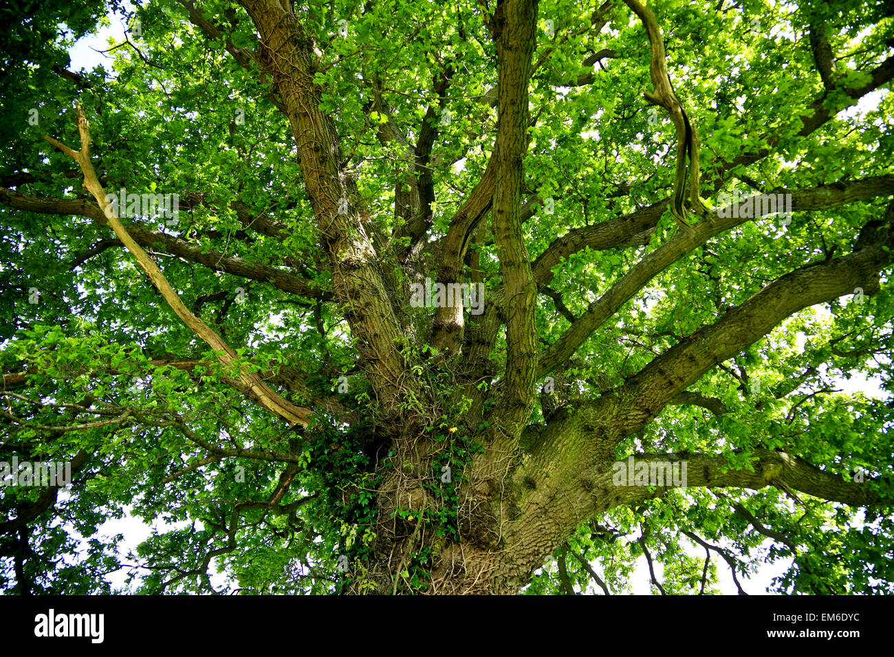 RS 2170. Oak Tree (quercus), England Stock Photo - Alamy