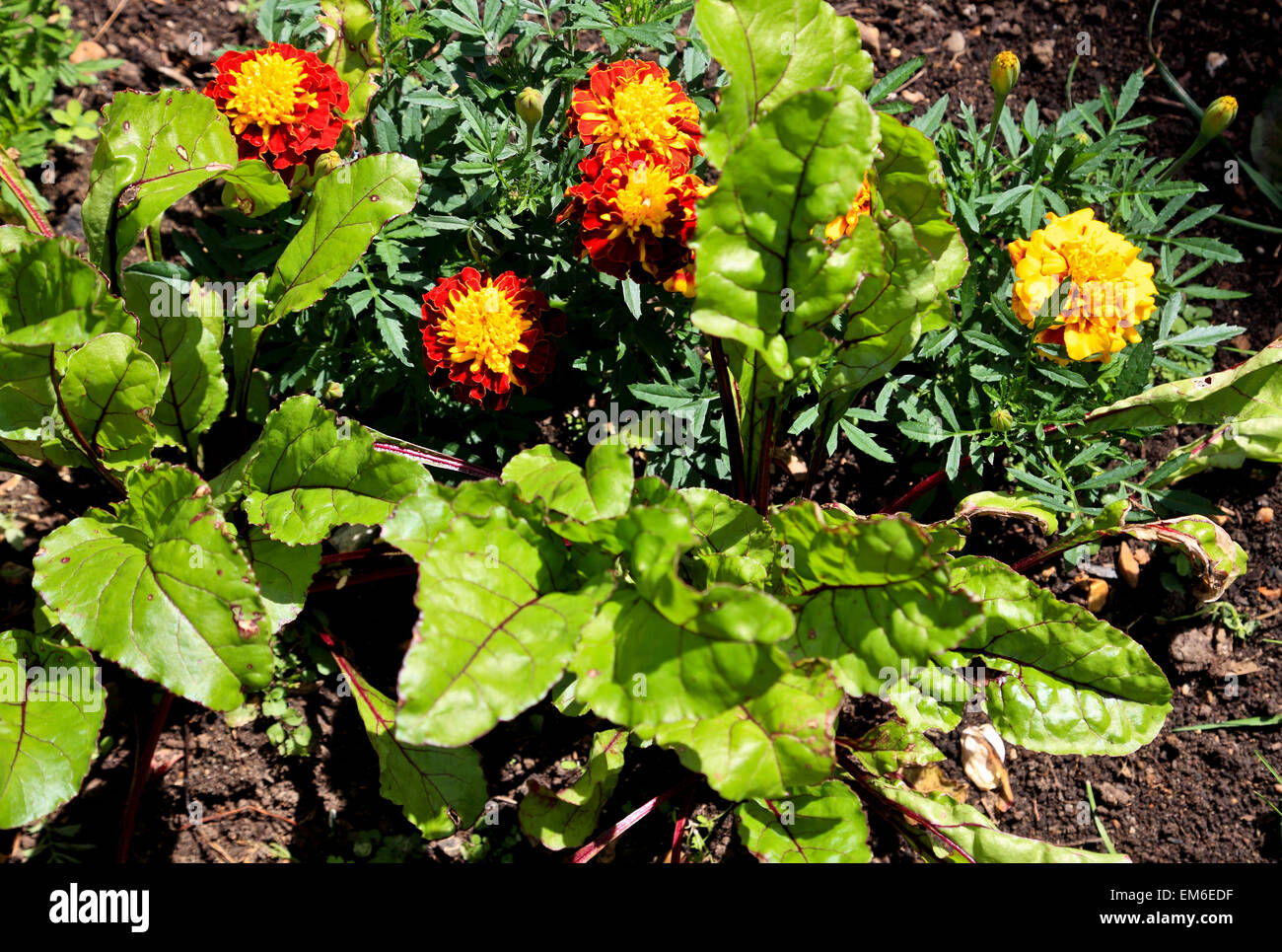 Intercropping england hi-res stock photography and images - Alamy