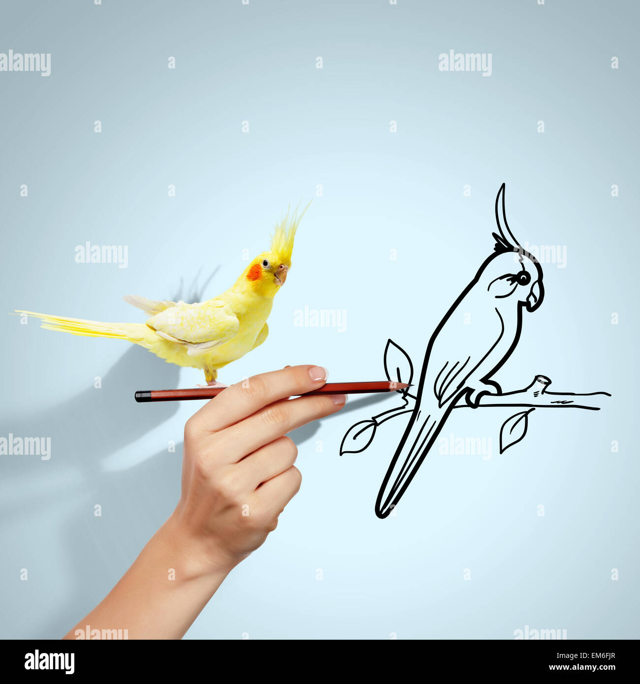 Parrot sitting on hand Stock Photo - Alamy
