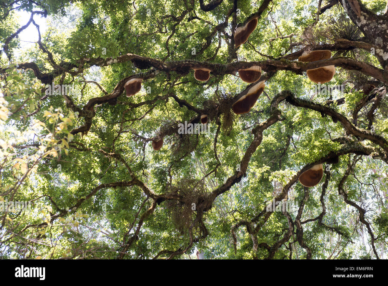 Insects of kerala hi-res stock photography and images - Alamy