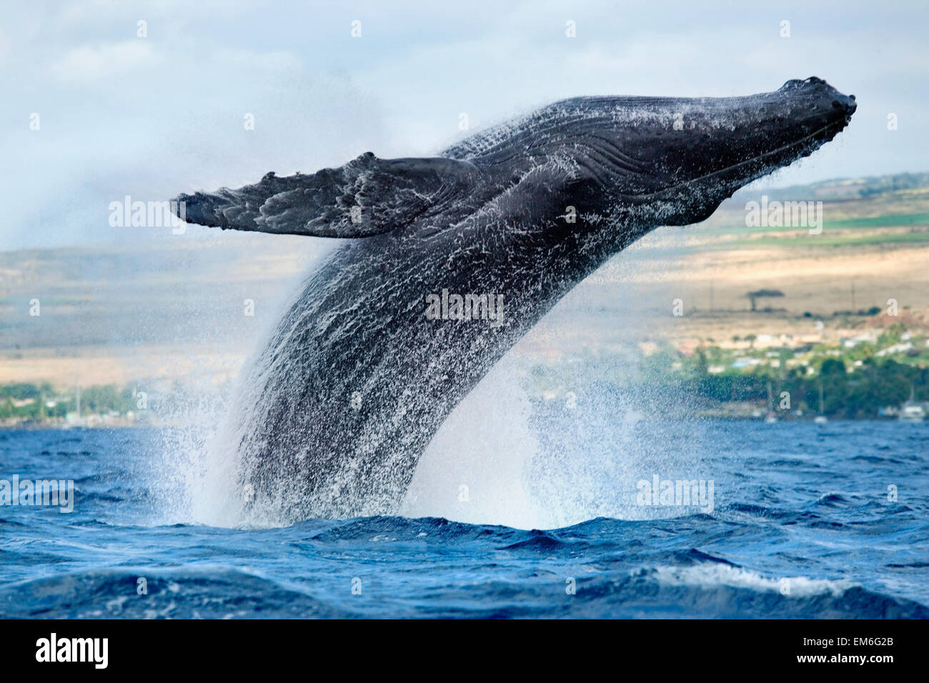 Hawaii, Maui, Humpback Whale Breaching With Island In The Background ...