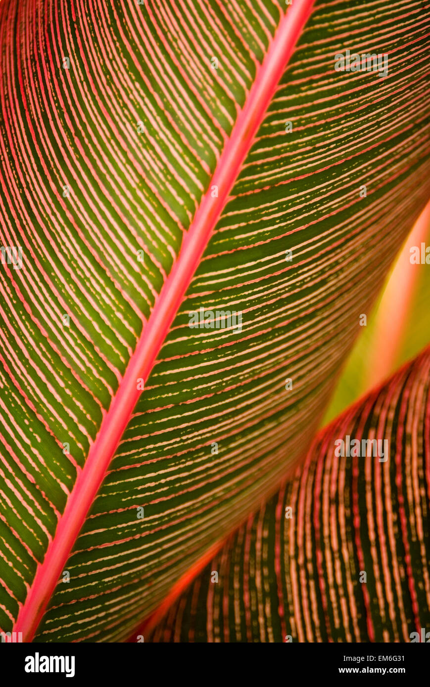 Hawaii, Maui, Variegated Ti-Leaf Plant Stock Photo - Alamy