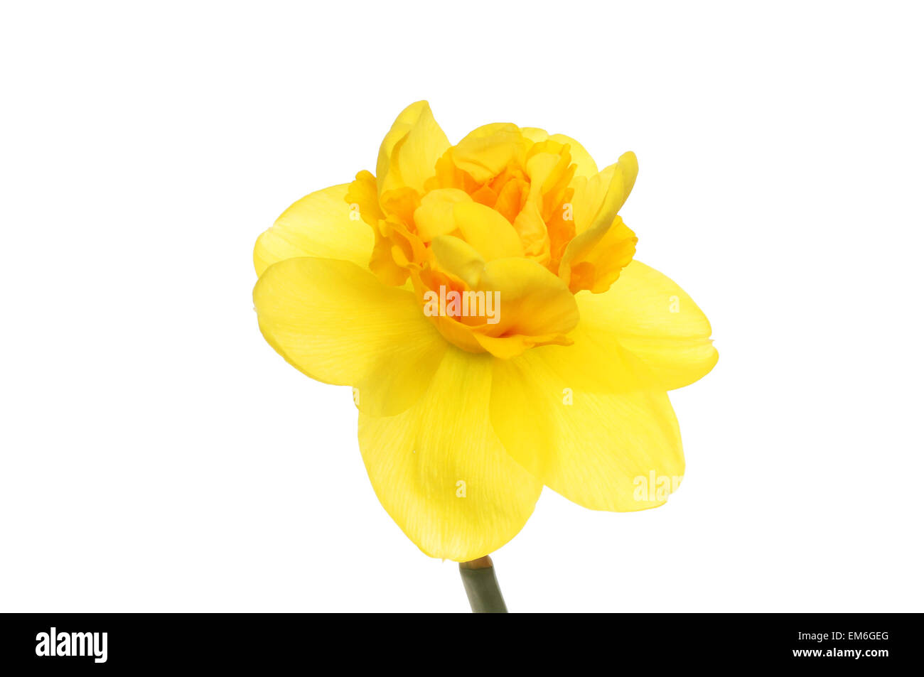 Frilly double daffodil flower isolated against white Stock Photo - Alamy