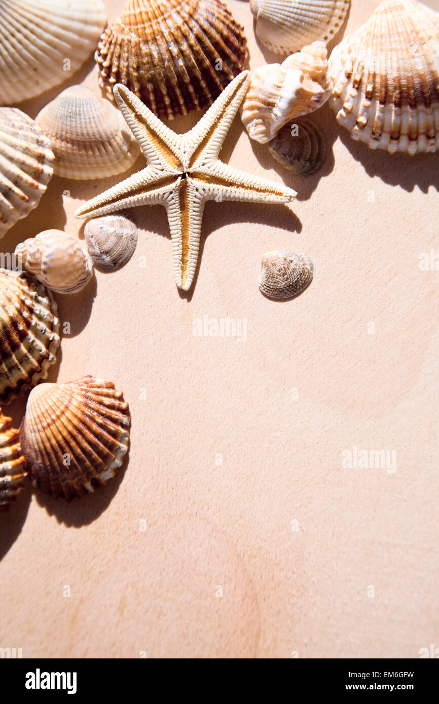 sea shells and star closeup Stock Photo - Alamy