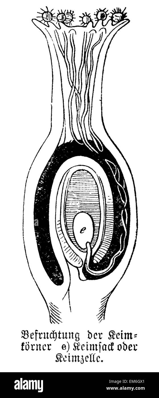 Woodcut flower illustration hi-res stock photography and images - Alamy