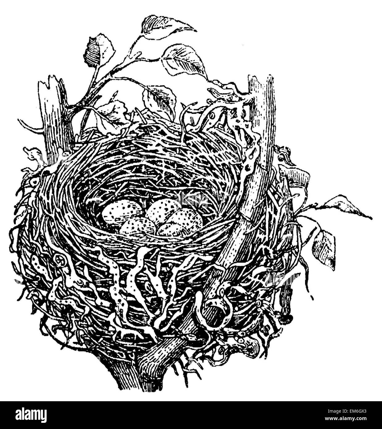 Thrush drawing Cut Out Stock Images & Pictures - Alamy