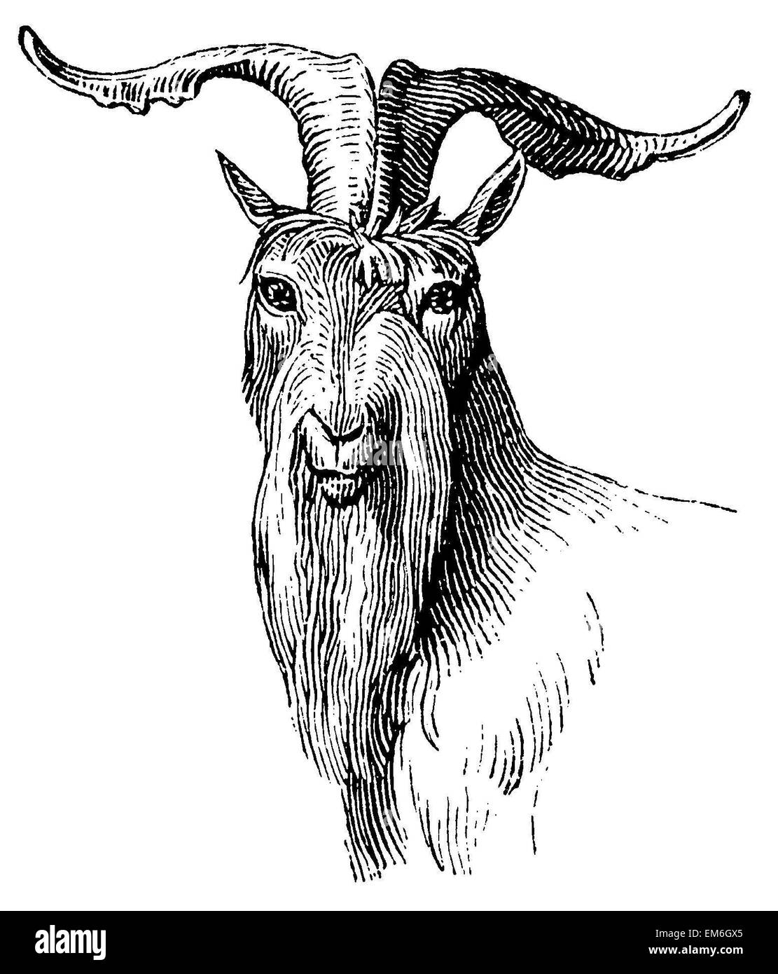 Goat drawing black and Cut Out Stock Images & Pictures - Alamy