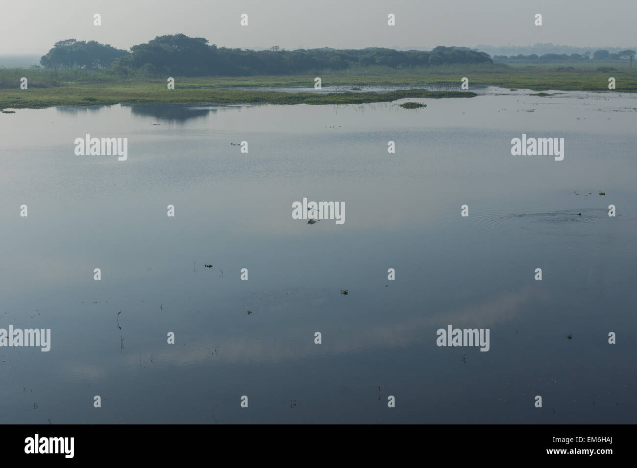 Bird nature reserve in Bangladesh Stock Photo - Alamy