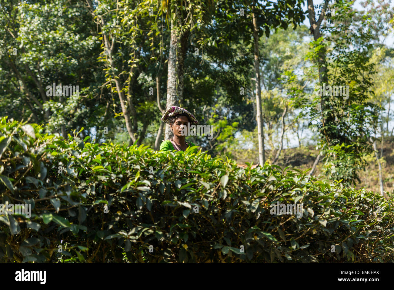 Tea garden worker in Bangladesh Stock Photo - Alamy