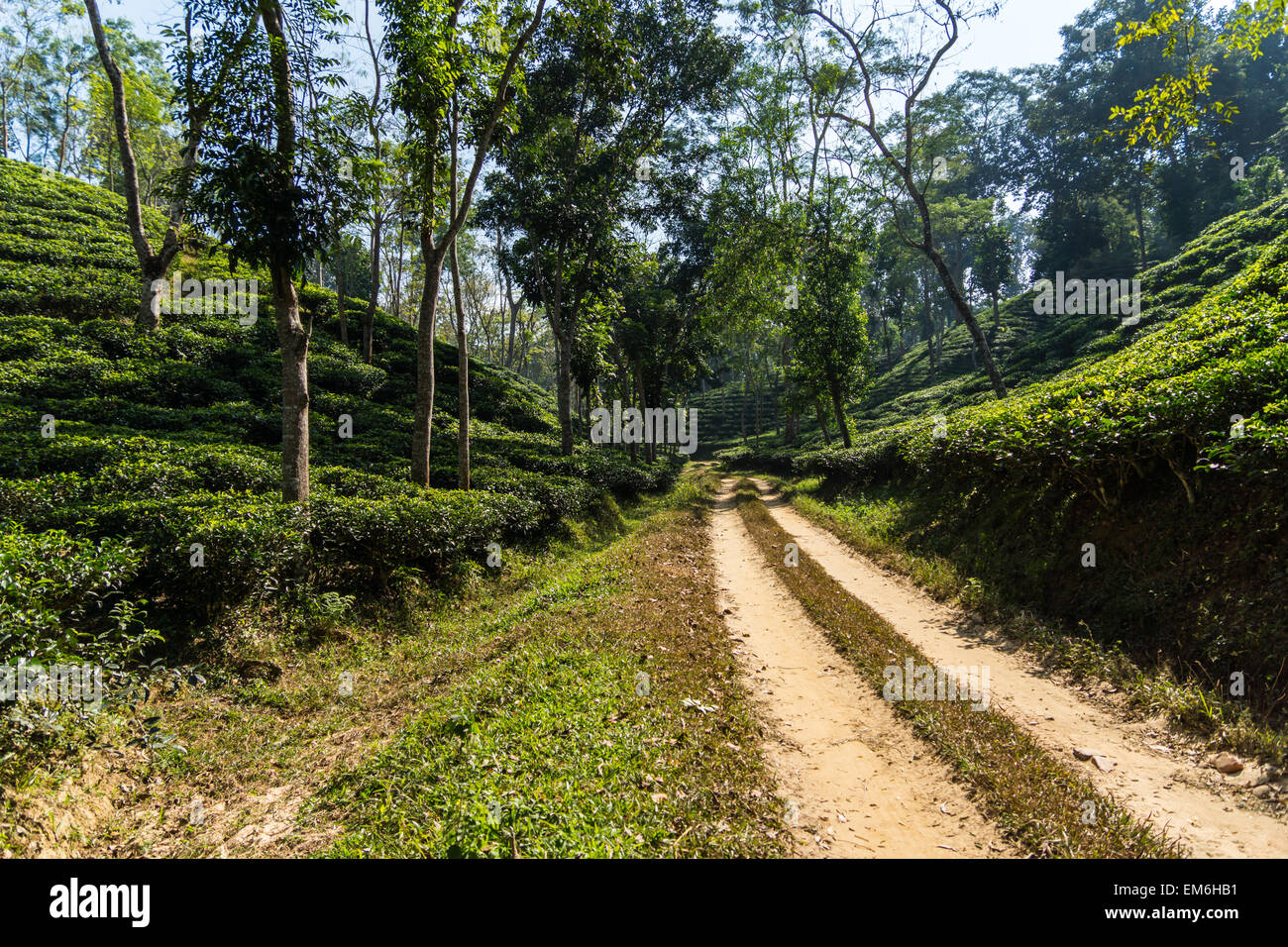 Tea garden in Sylhet, Bangladesh Stock Photo - Alamy