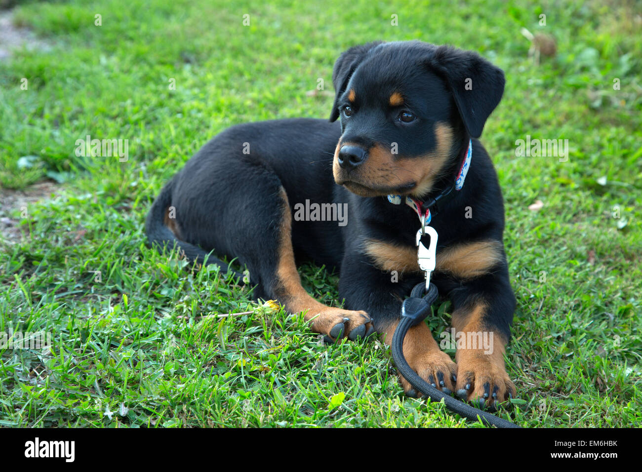 A Rottweiler puppy Stock Photo - Alamy