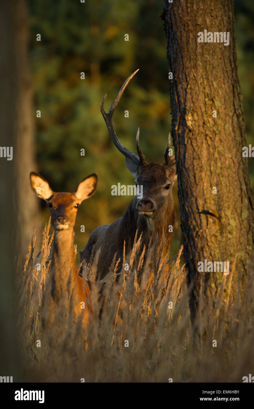 A female an male Red Deer Stock Photo - Alamy