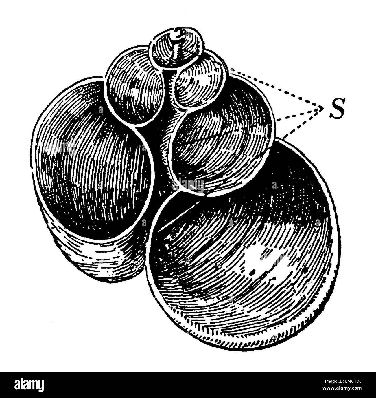 Screw shell hi-res stock photography and images - Alamy