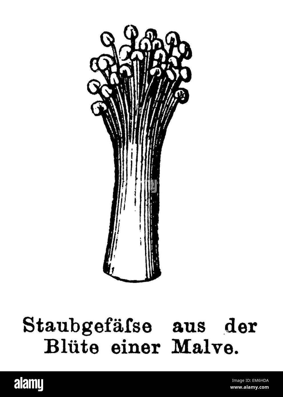 Stamen plant Cut Out Stock Images & Pictures - Alamy