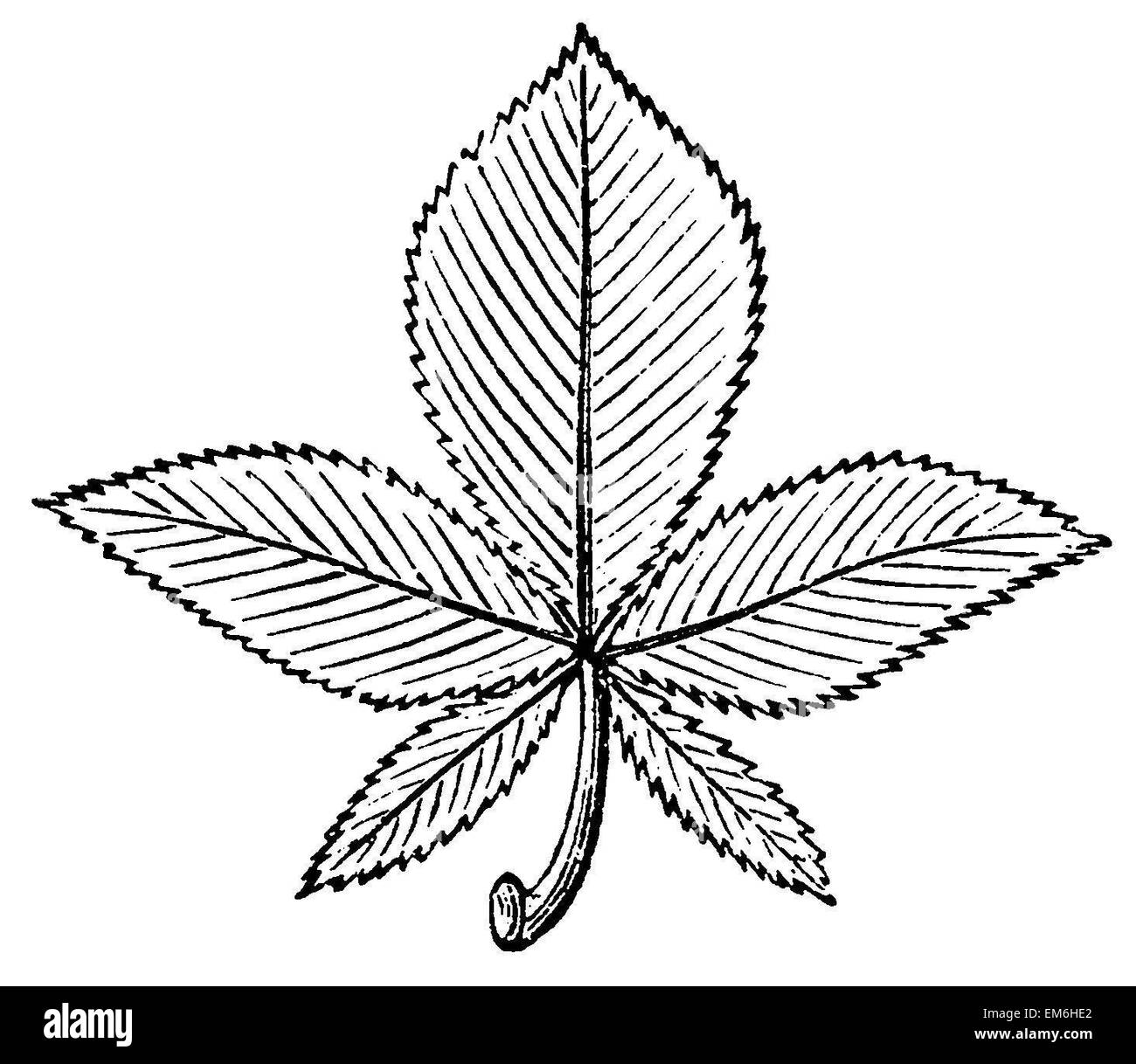 Buckeye leaf Black and White Stock Photos & Images - Alamy