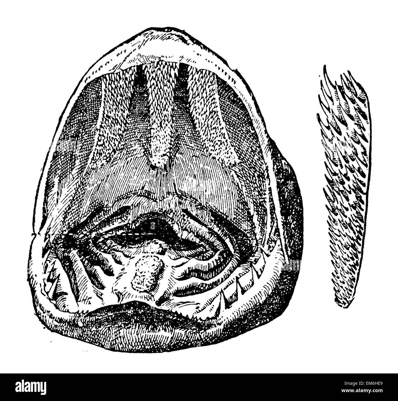 Its mouth Black and White Stock Photos & Images - Alamy