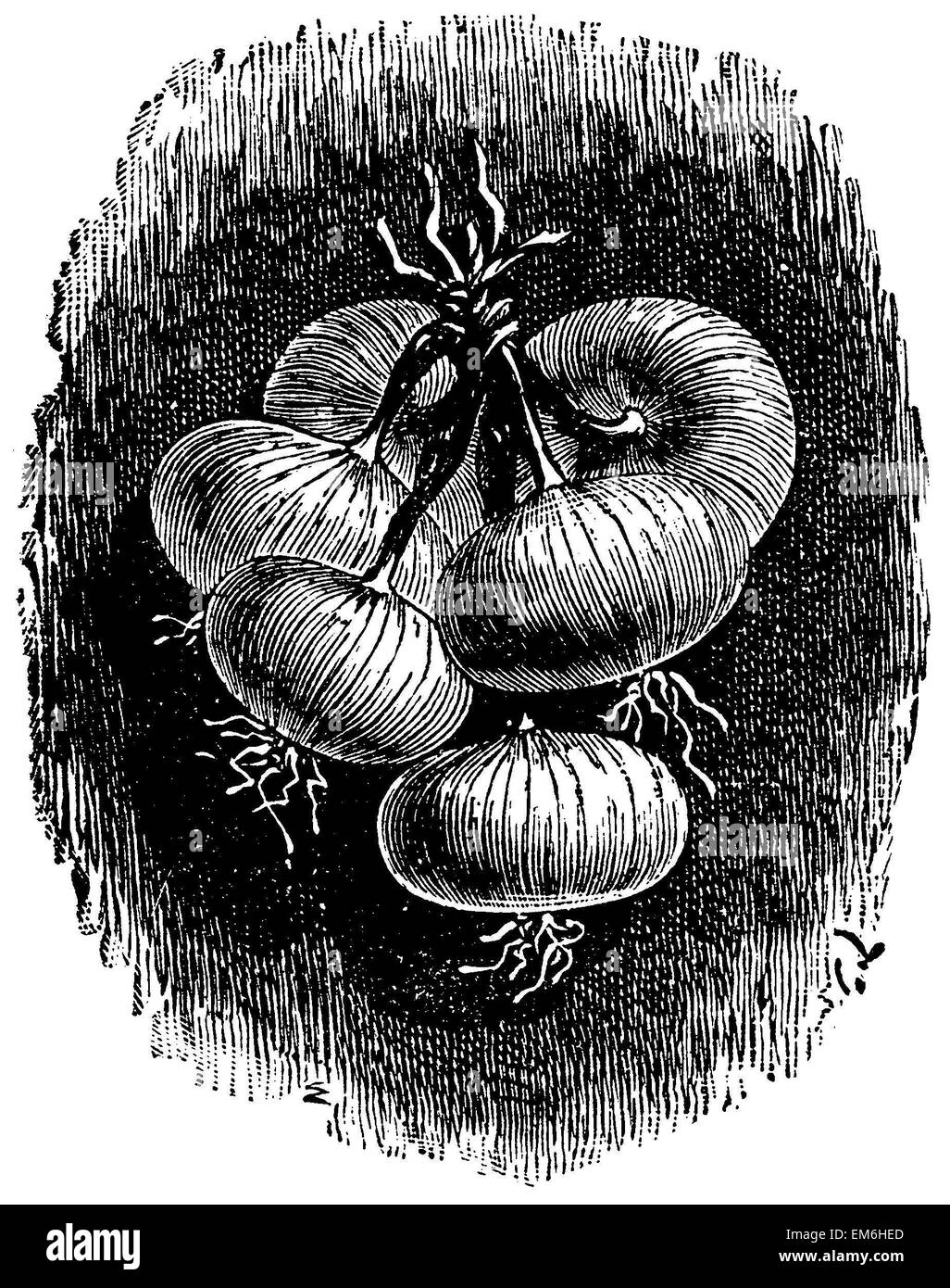 Onion plant drawing hi-res stock photography and images - Alamy