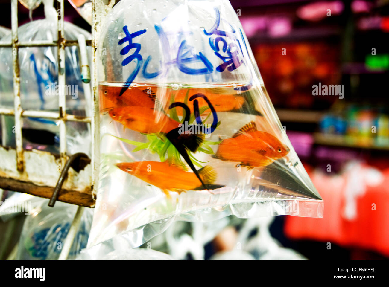 Chinese pet store exterior hi-res stock photography and images - Alamy