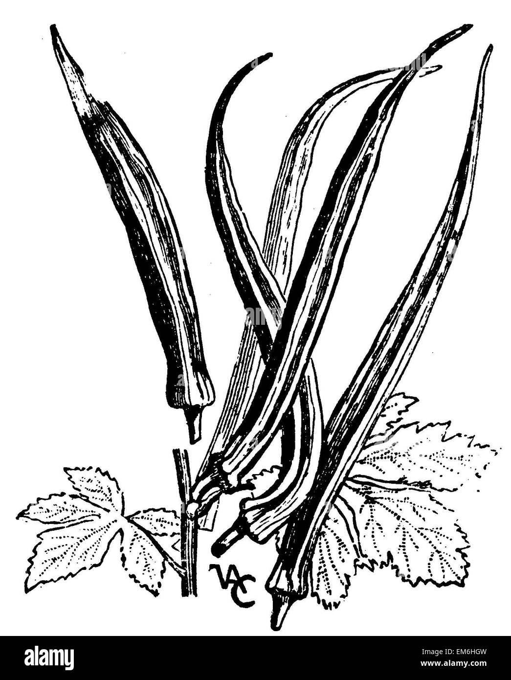 Gombo hi-res stock photography and images - Alamy