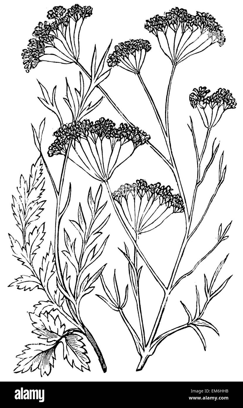 Burnet plant Cut Out Stock Images & Pictures - Alamy