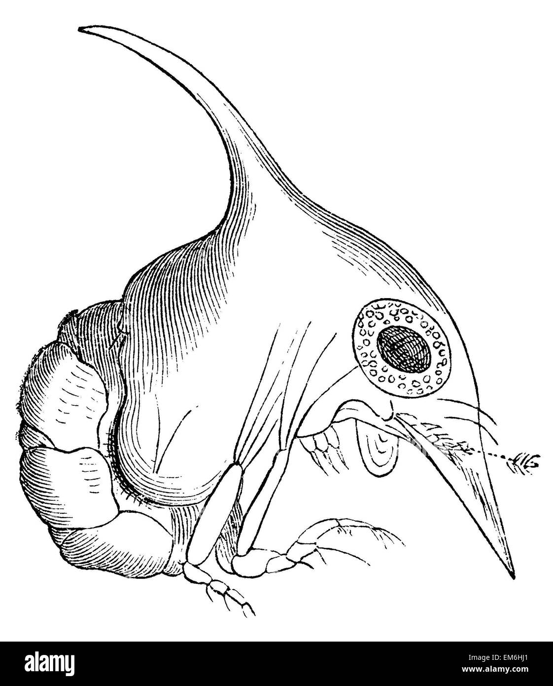 Shrimp line Black and White Stock Photos & Images - Alamy