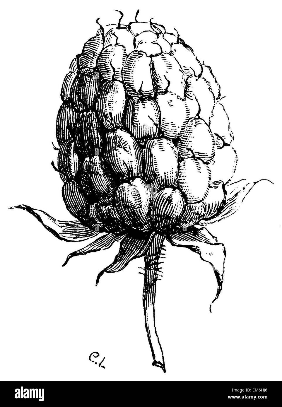 Raspberry plant drawing hi-res stock photography and images - Alamy