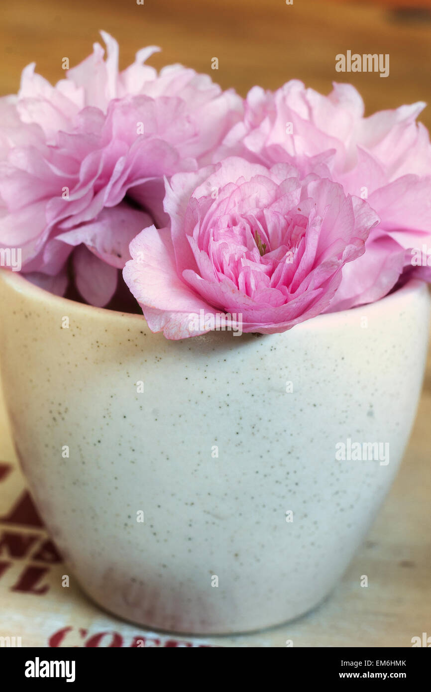 spring flowers inside cup coffee Stock Photo - Alamy