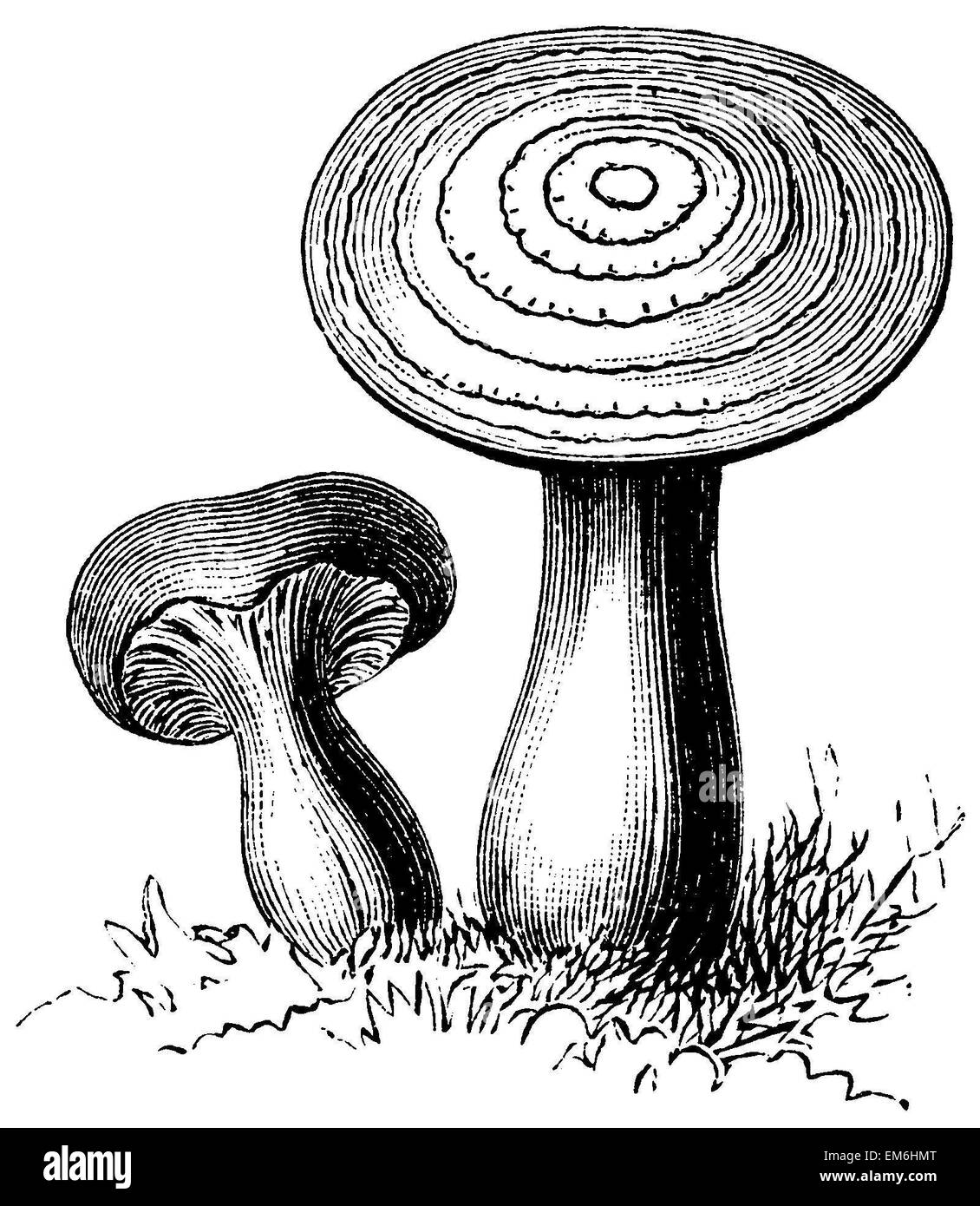 Fungi line drawing Cut Out Stock Images & Pictures - Alamy
