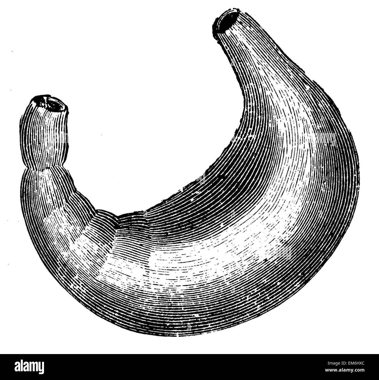 A child Cut Out Stock Images & Pictures - Alamy