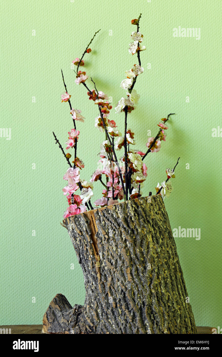 flowering branches of cherry (sakura) grow out of an old tree (revival ...