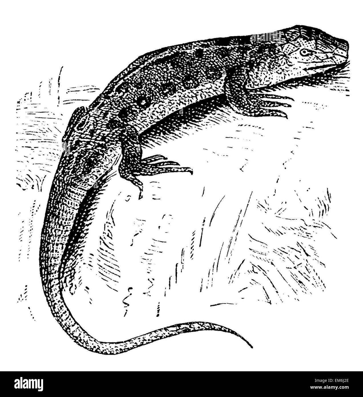 Animals lizard Black and White Stock Photos & Images - Alamy