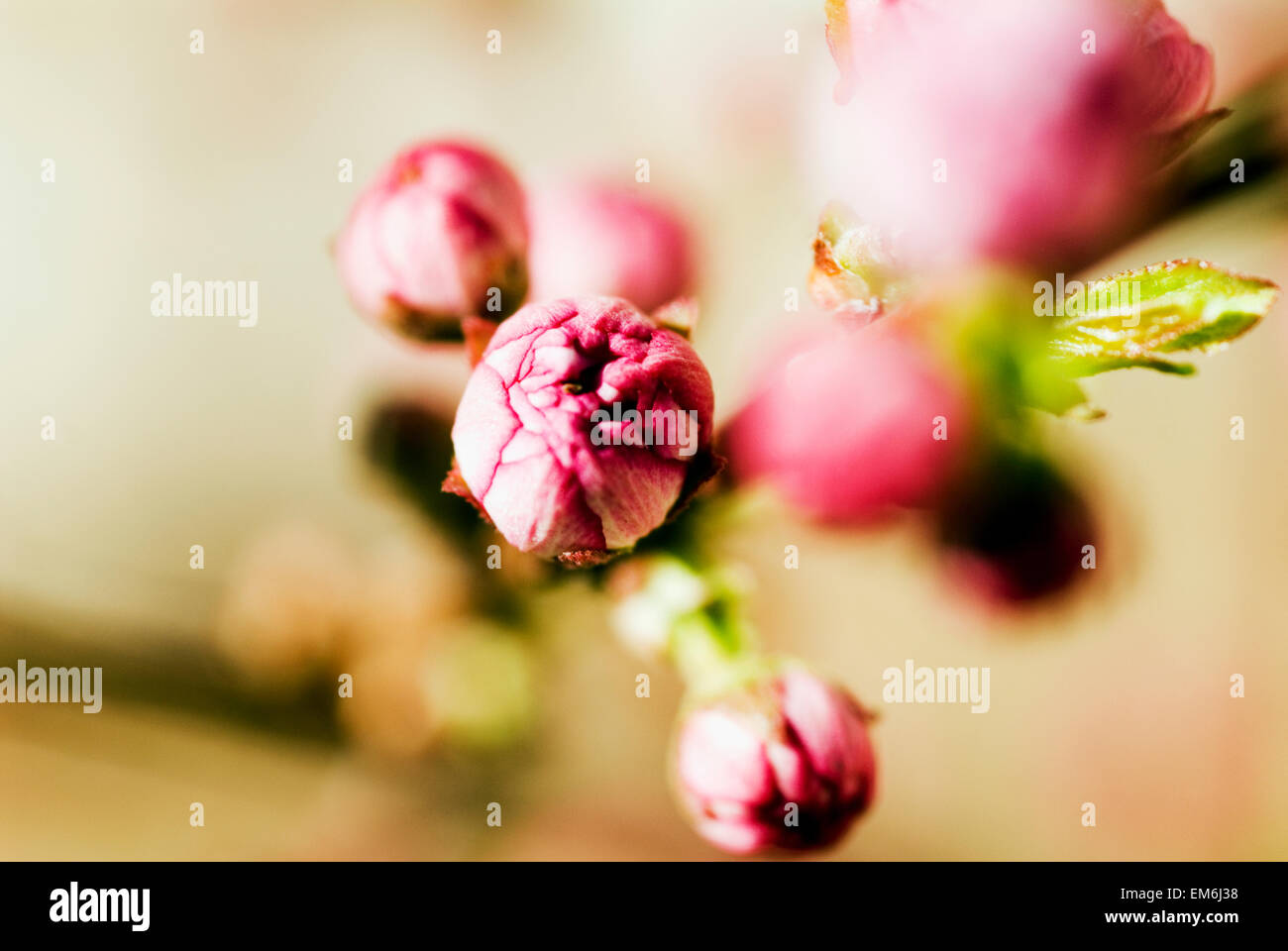 Close-up of Pink Budding Flower Stock Photo - Alamy