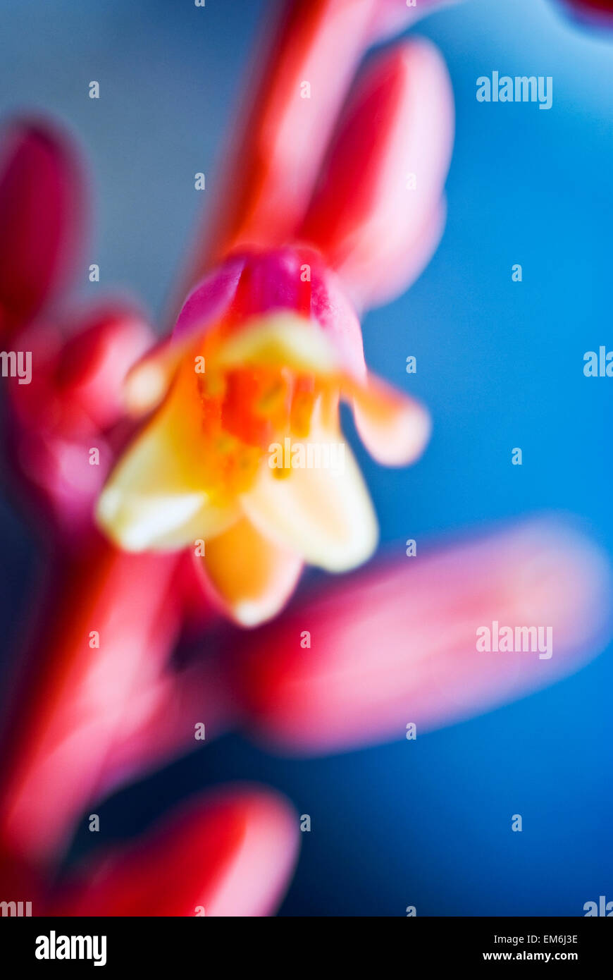 Red Spangles Heuchera Blossom On Stem Stock Photo - Alamy