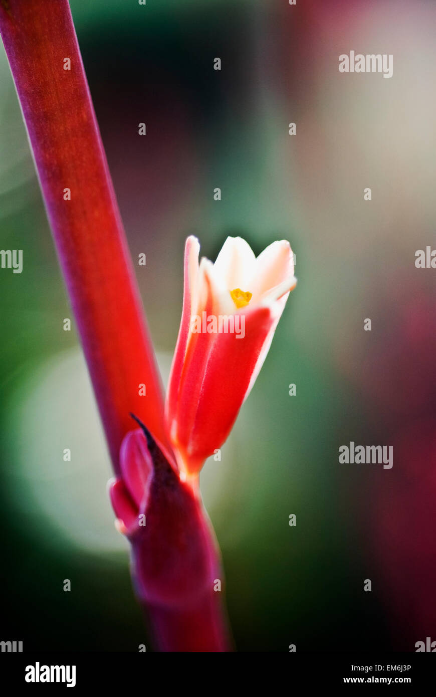 Red Spangles Heuchera Blossom On Stem Stock Photo - Alamy