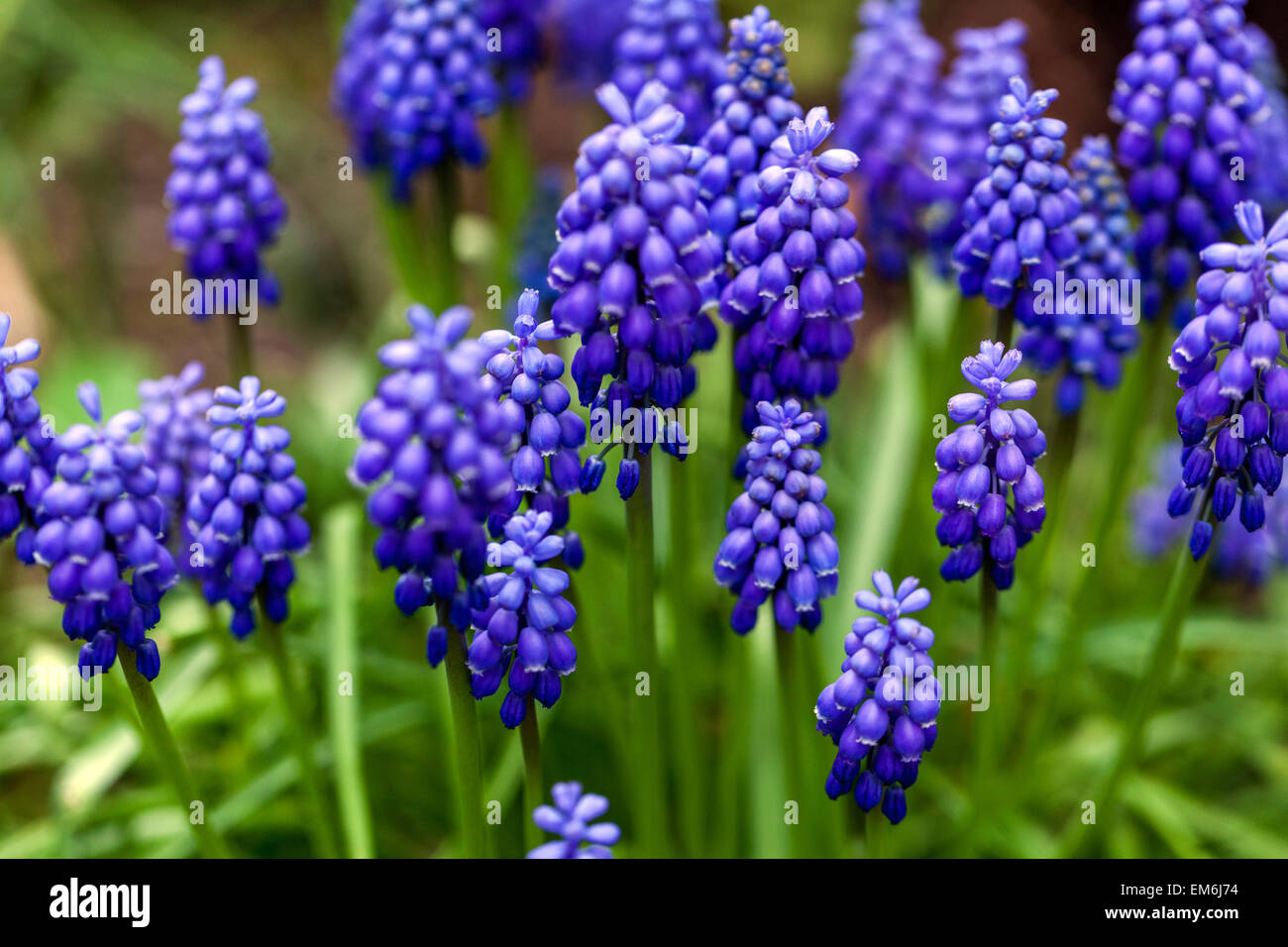 Blue grape hyacinth flowers hi-res stock photography and images - Alamy