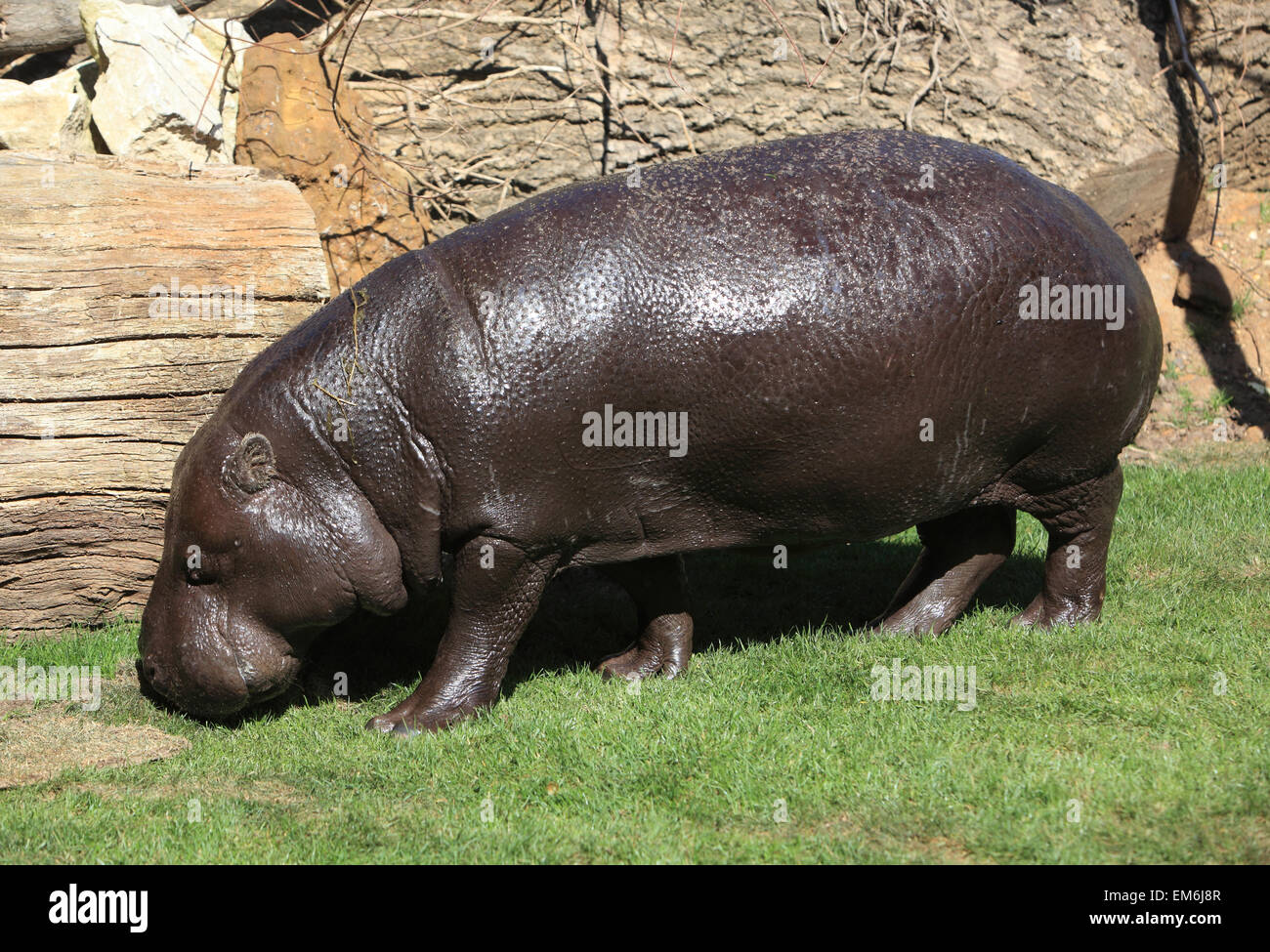 A pygmy hippopotamus in London Zoo in Regent's Park, in England, UK ...
