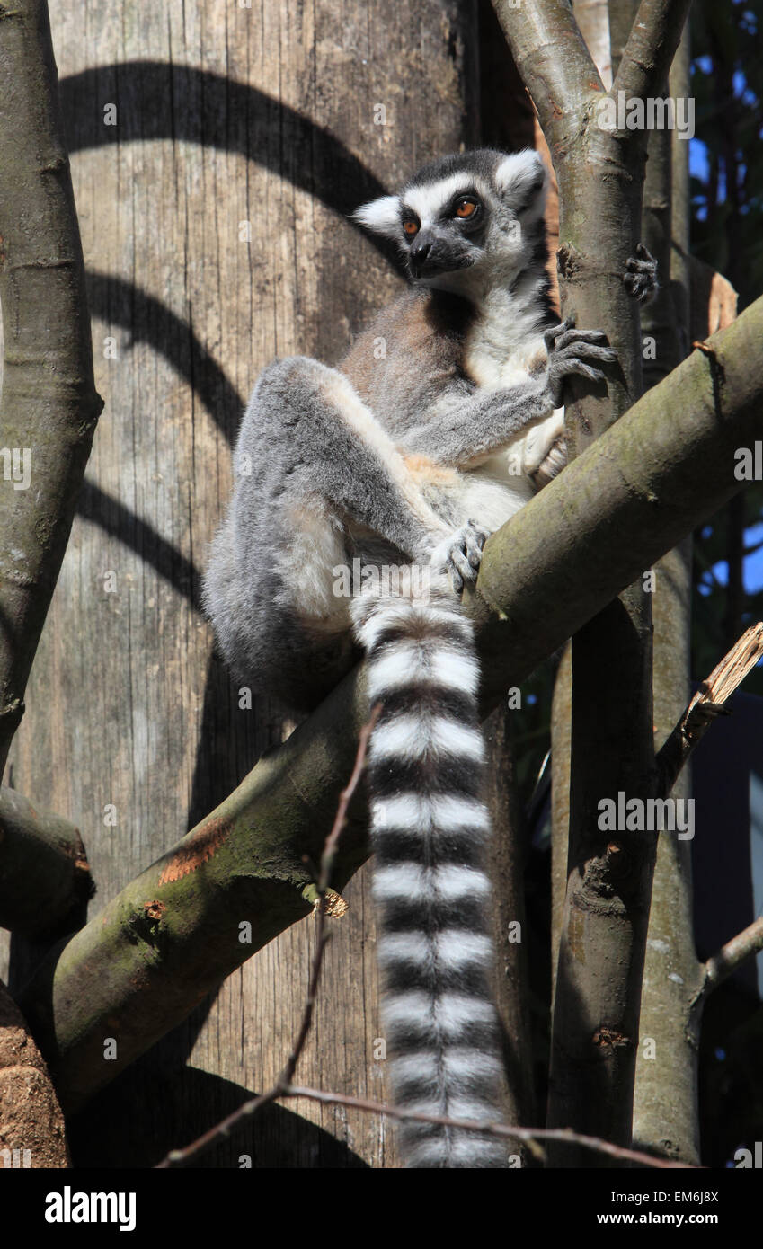 Ring tailed lemurs at London Zoo, in their new enclosure 'In with the ...