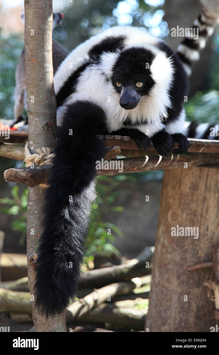A beautiful black and white ruffed lemur in the IN With The Lemurs ...