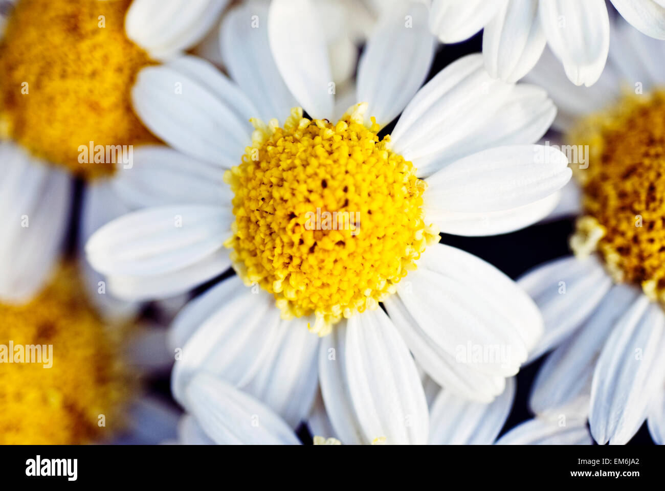 Anthemis punctata hi-res stock photography and images - Alamy