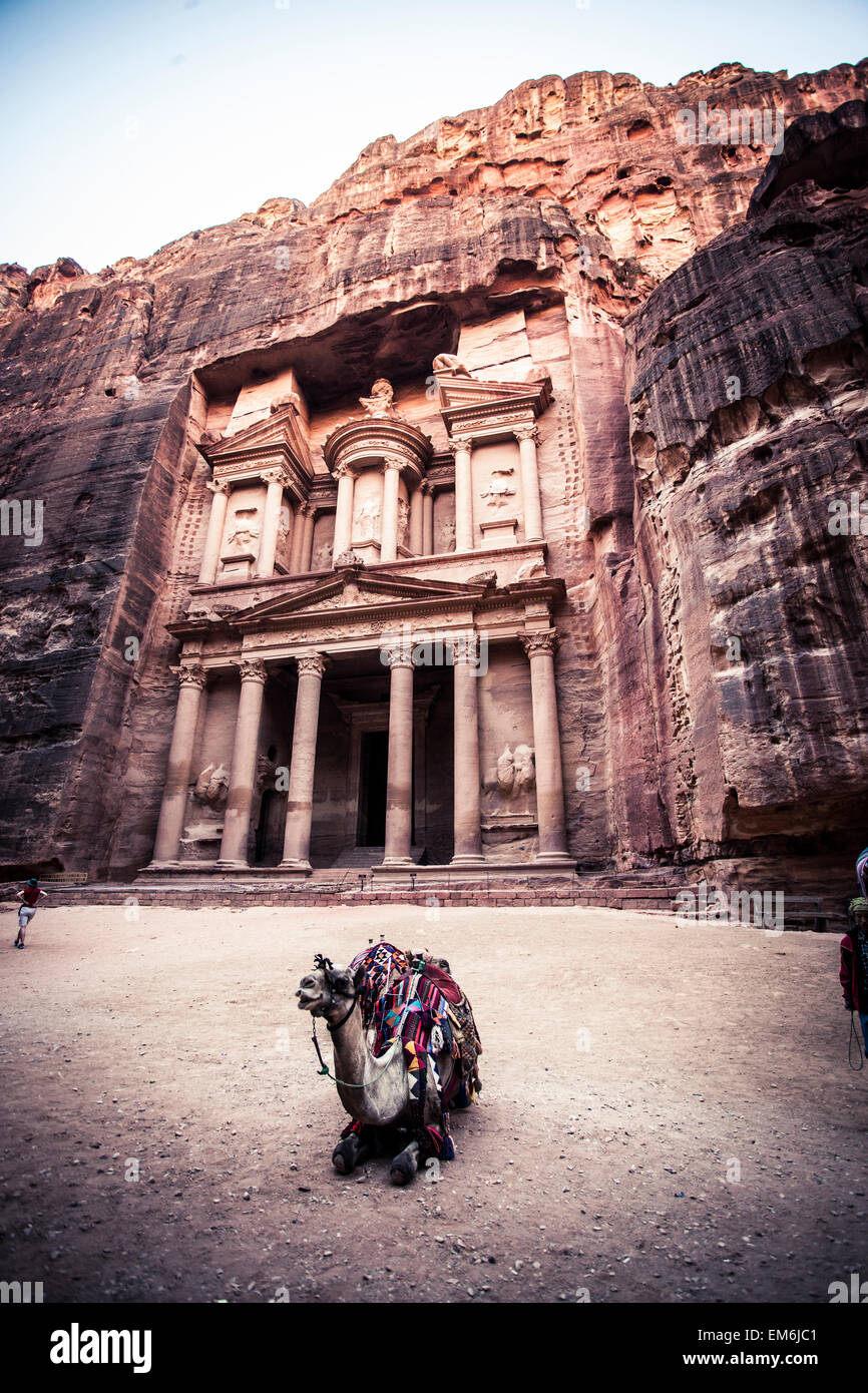 Camel and the Treasury Building at Petra, Jordan Stock Photo - Alamy