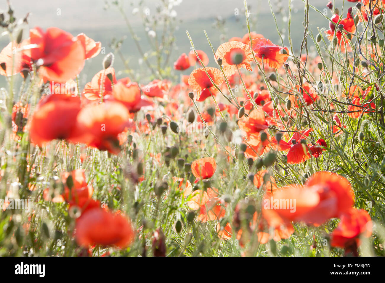 Field poppies in sun hi-res stock photography and images - Alamy