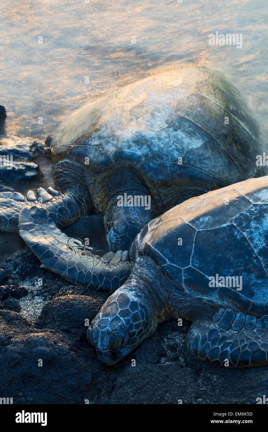 USA, Hawaii, Big Island, Two Green Sea Turtles Resting On Rocks ...