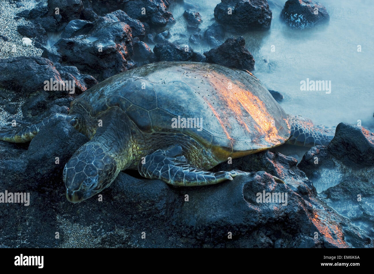 USA, Hawaii, Big Island, Green Sea Turtle Resting On Rocks; Anaehoomalu ...