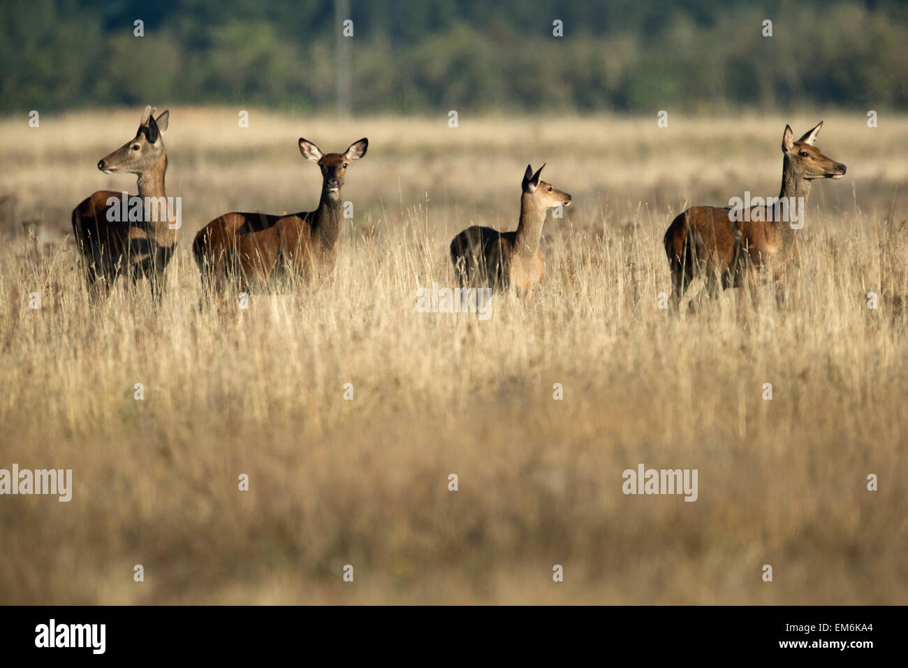 Sweden red deer hi-res stock photography and images - Alamy