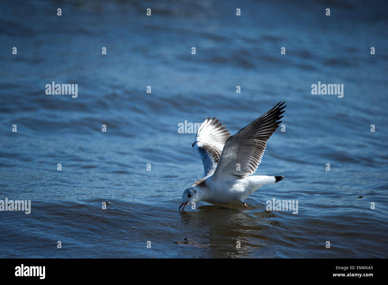 A Black-headed Gull feeding in the water Stock Photo - Alamy