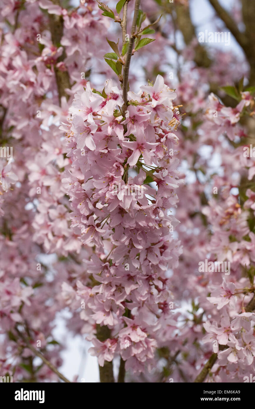Prunus Pendula Plena Rosea